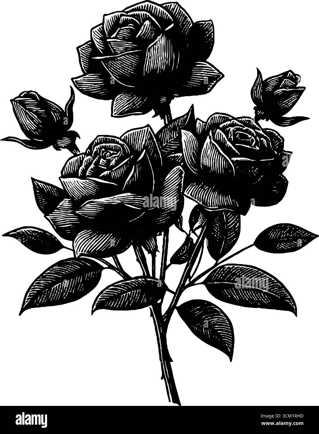 Elegant bouquet of roses in engraved black silhouette for design Stock ...