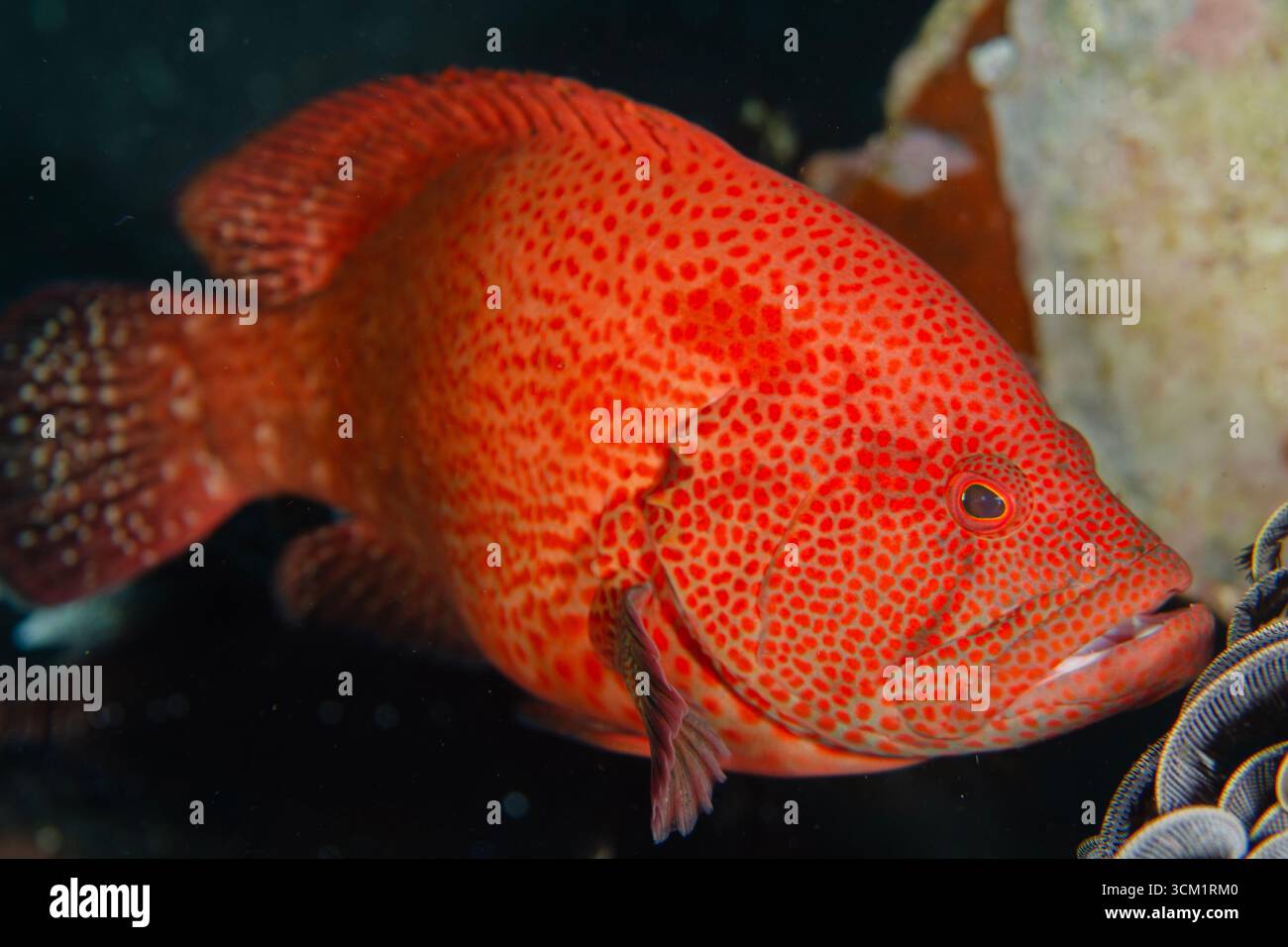 Tomato Grouper, Cephalopholis sonnerati, Segara dive site, Amed ...