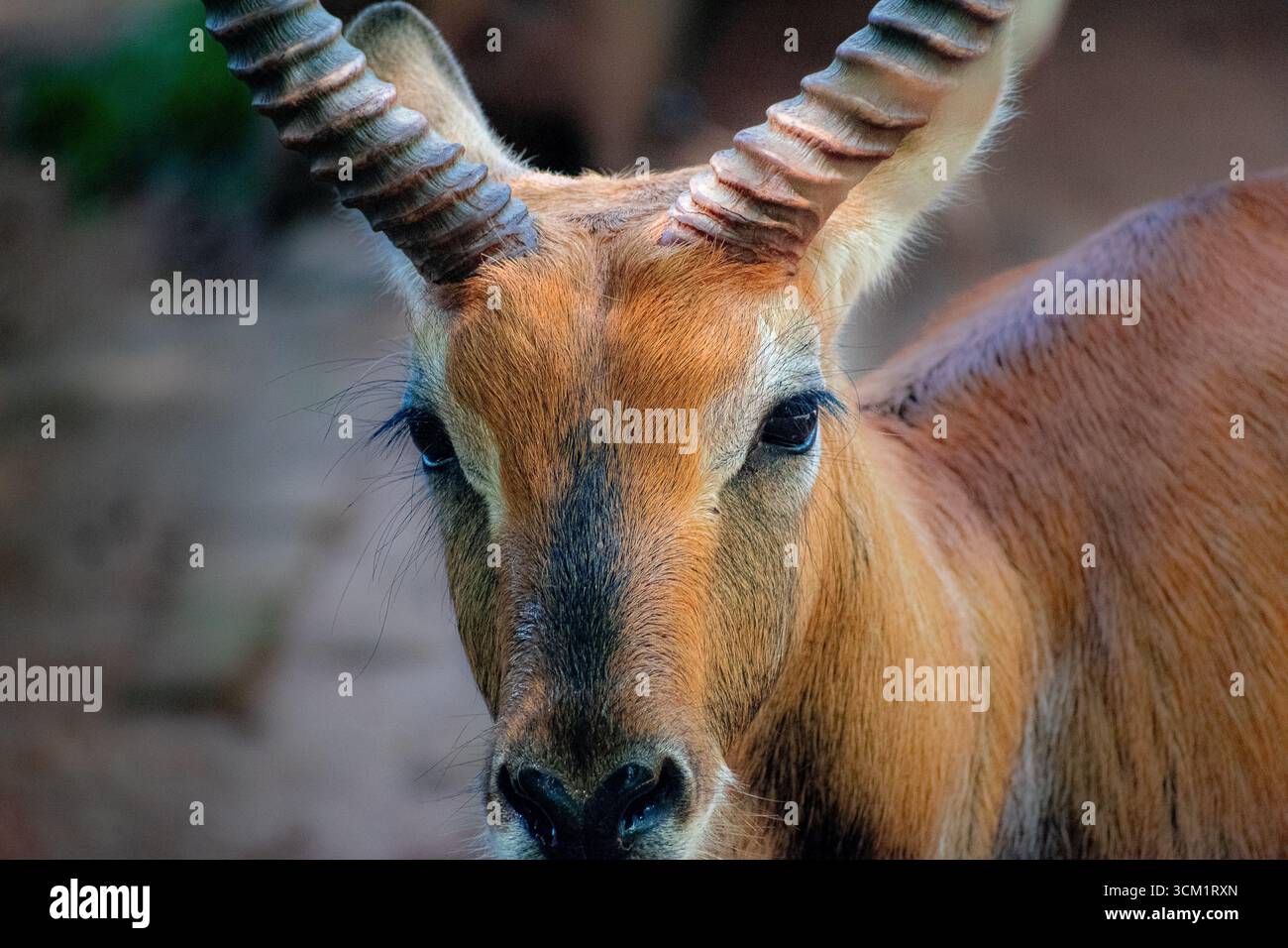 close-up portrait of a lechwe at dehiwaala zoo, sri lanka Stock Photo ...