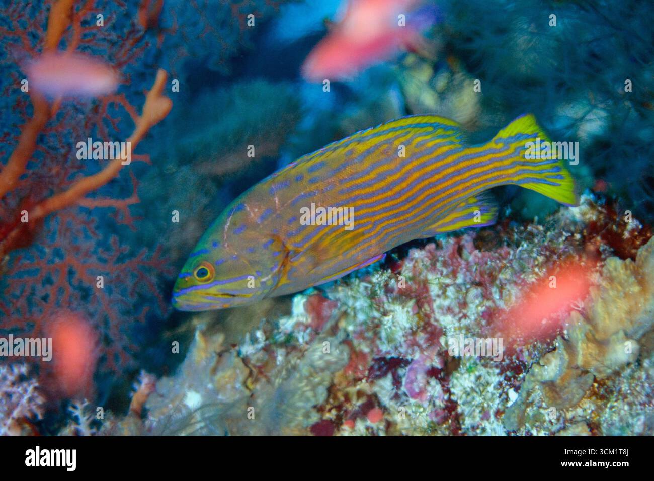 Harlequin hind, cephalopholis polleni hi-res stock photography and ...