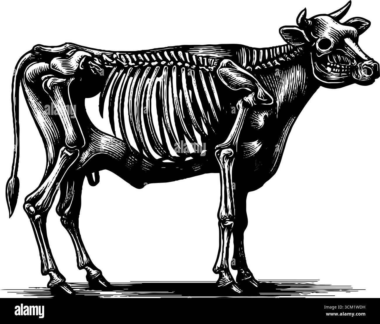 Vintage engraved illustration of cow skeleton side view for educational ...