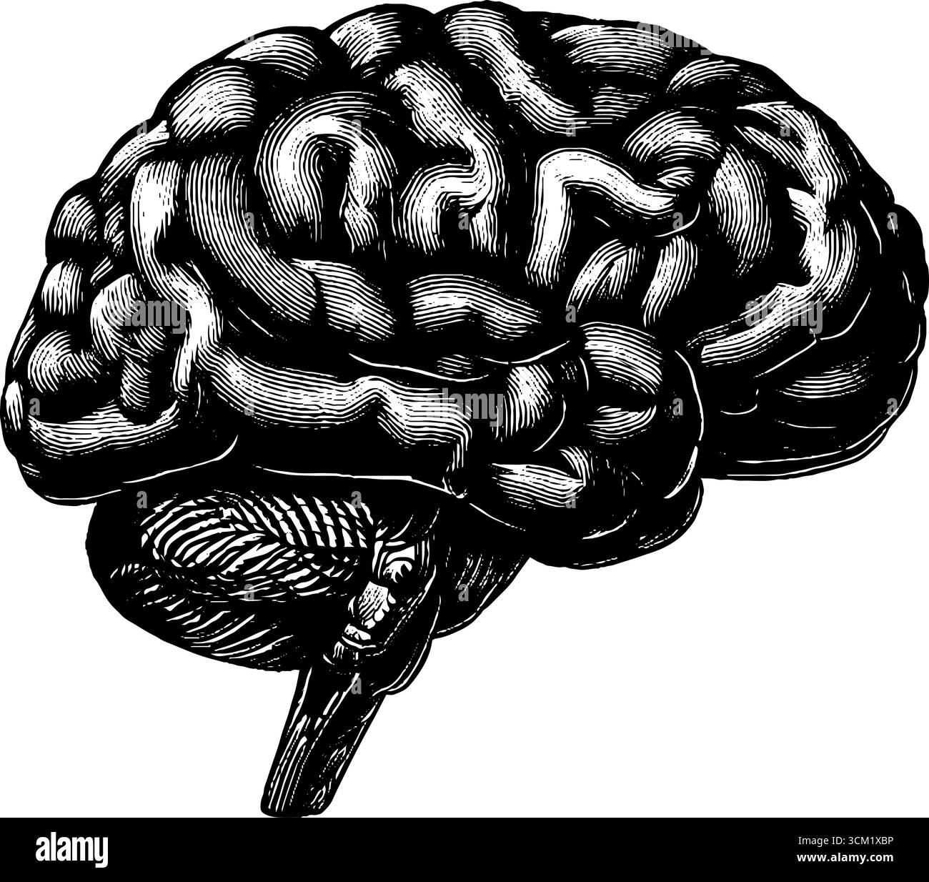 Engraving of brain Stock Vector Images - Alamy