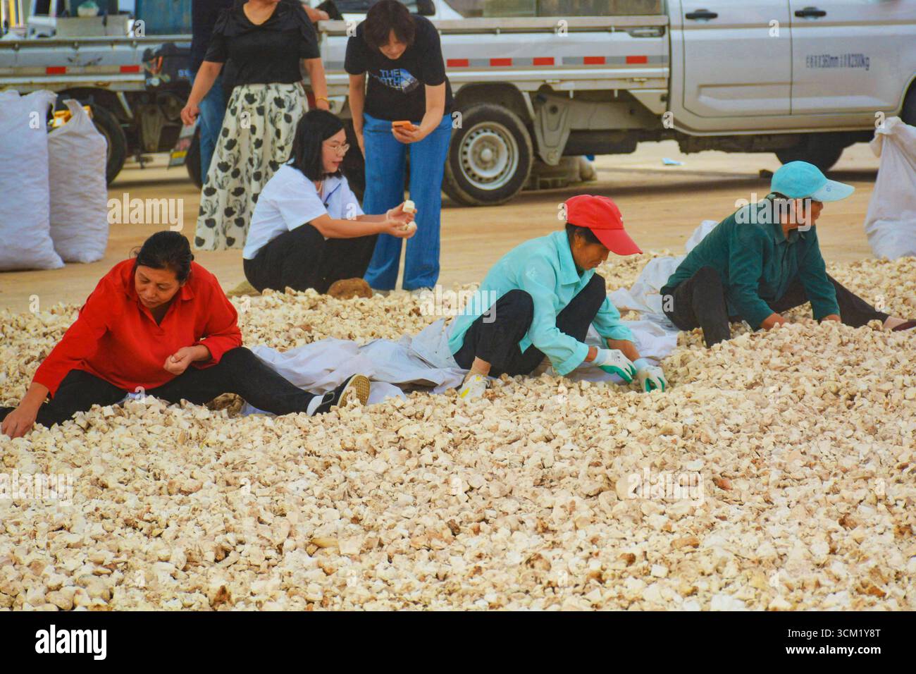Workers pack the Sclerotium of Tuckahoe, also known as China-root ...