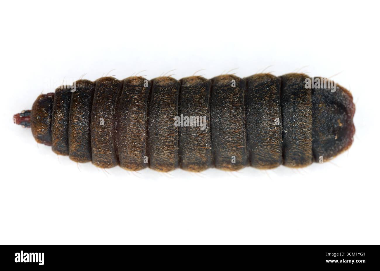 Black soldier fly species, Hermetia illucens. Larval instar, prepupa ...