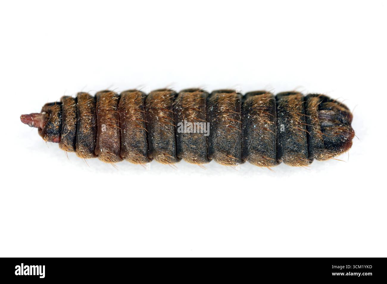 Black soldier fly species, Hermetia illucens. Larval instar, prepupa ...