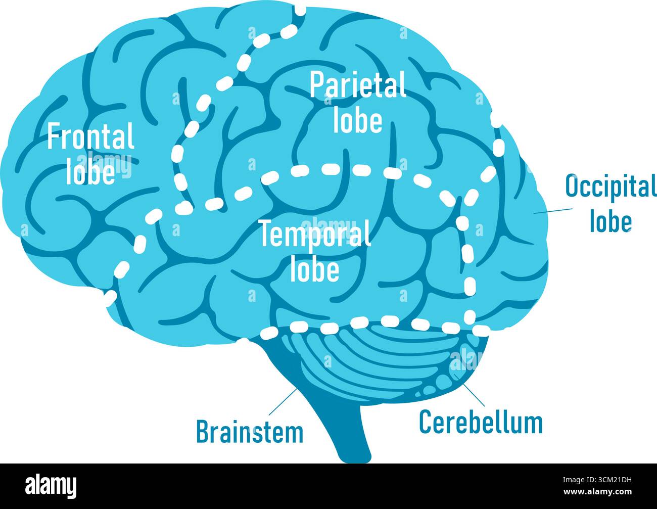 Brain structure graphic Cut Out Stock Images & Pictures - Alamy