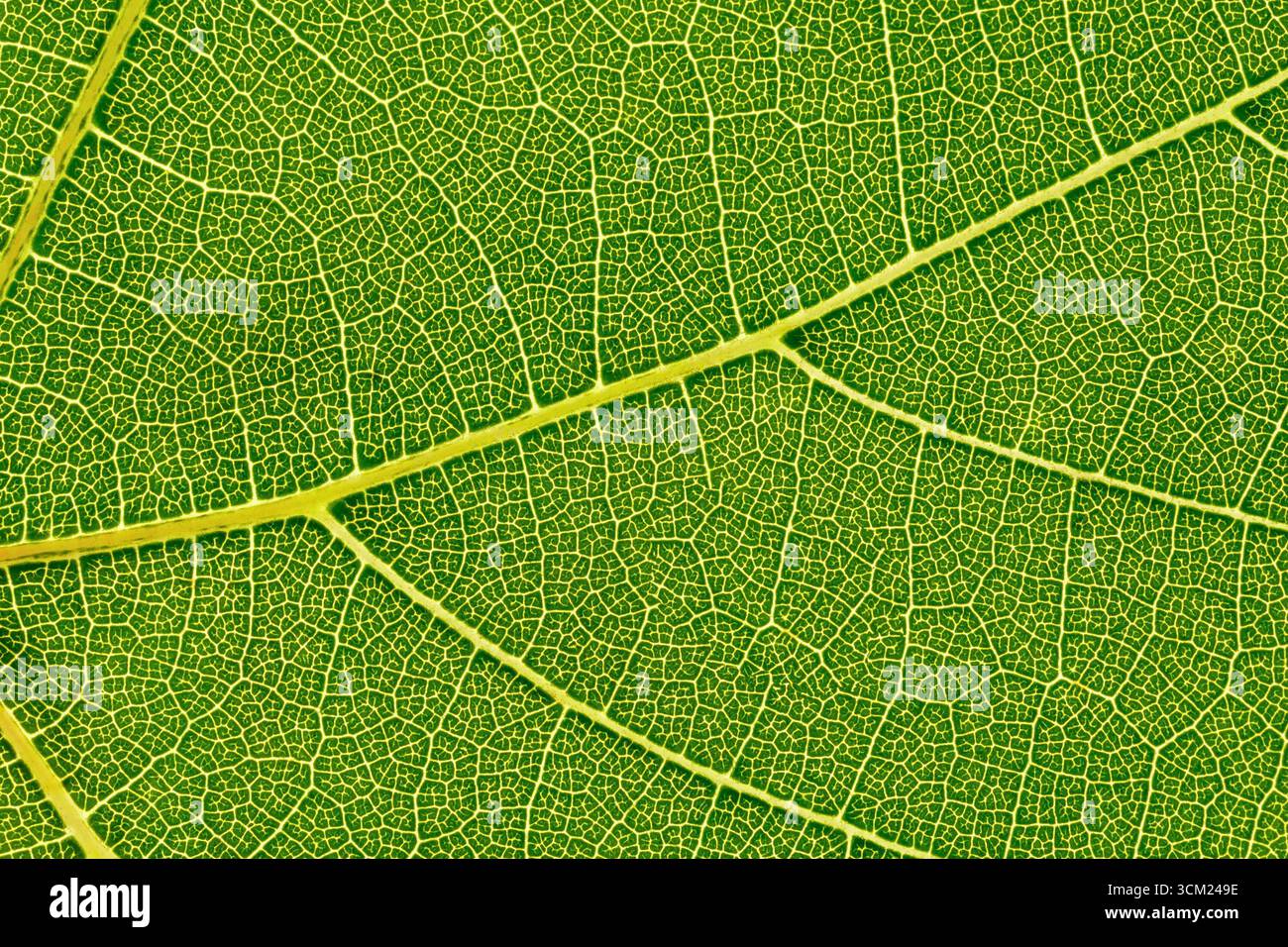 Texture of green grape leaf with veins and cell structure close up ...