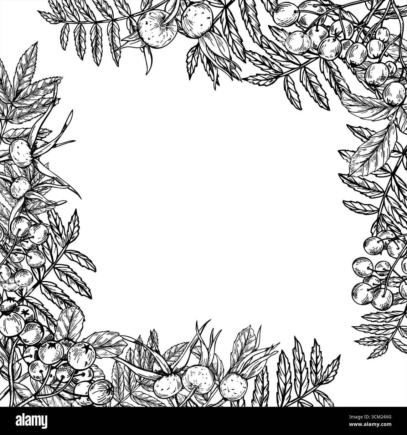 Ash leaves isolated on Stock Vector Images - Alamy