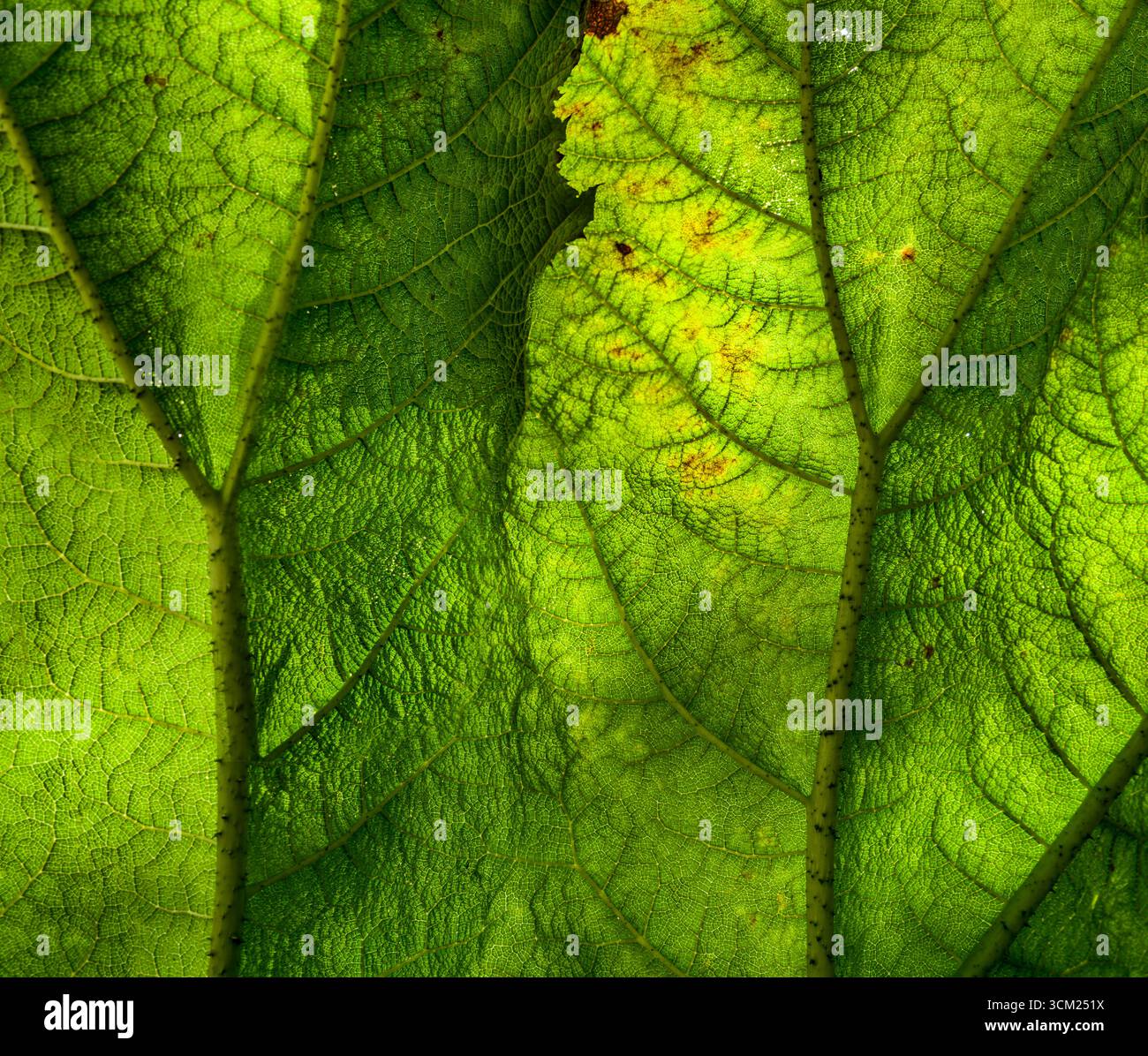 Gunnera manicata, known as Brazilian giant-rhubarb, family Gunneraceae ...