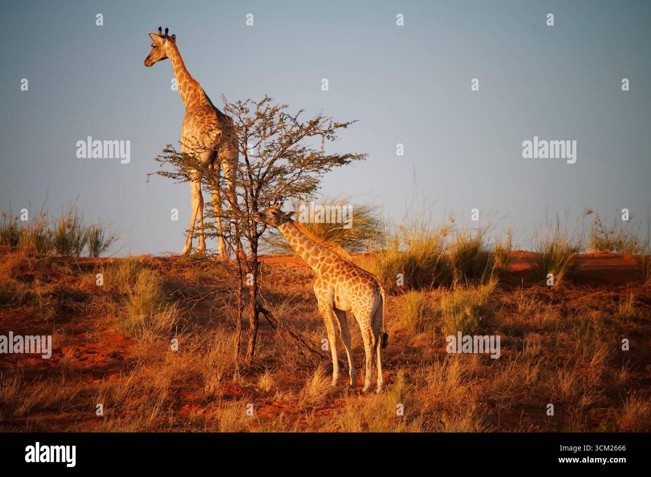 Giraffa camelopardalis nome scientifico hi-res stock photography and ...