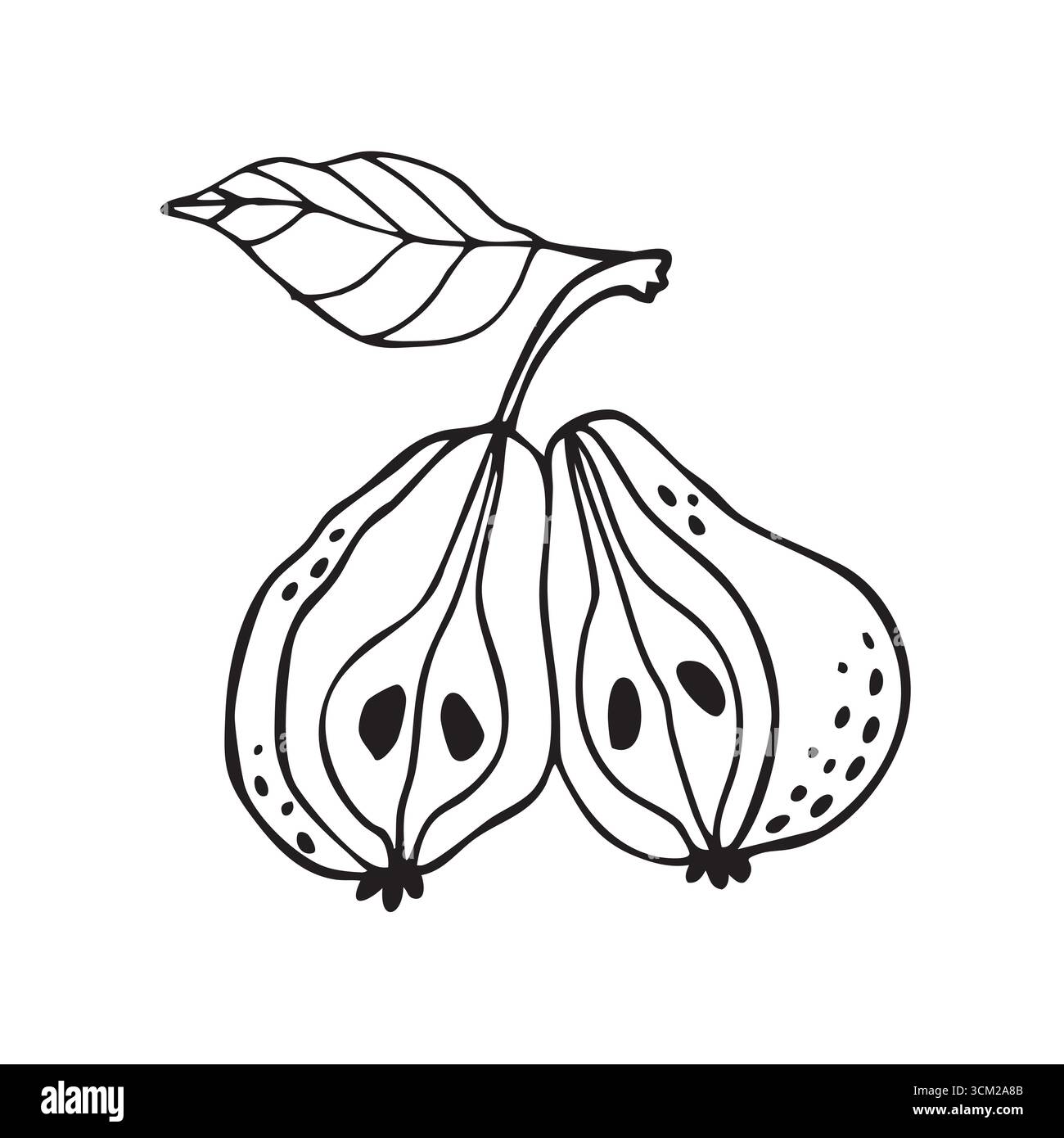 Half pears Black and White Stock Photos & Images - Alamy