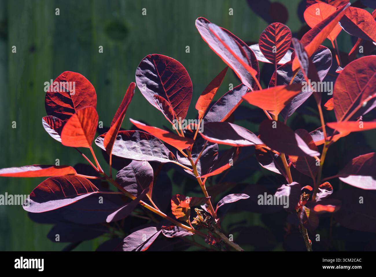 Leaves of the cotinus coggygria in spring hi-res stock photography and ...
