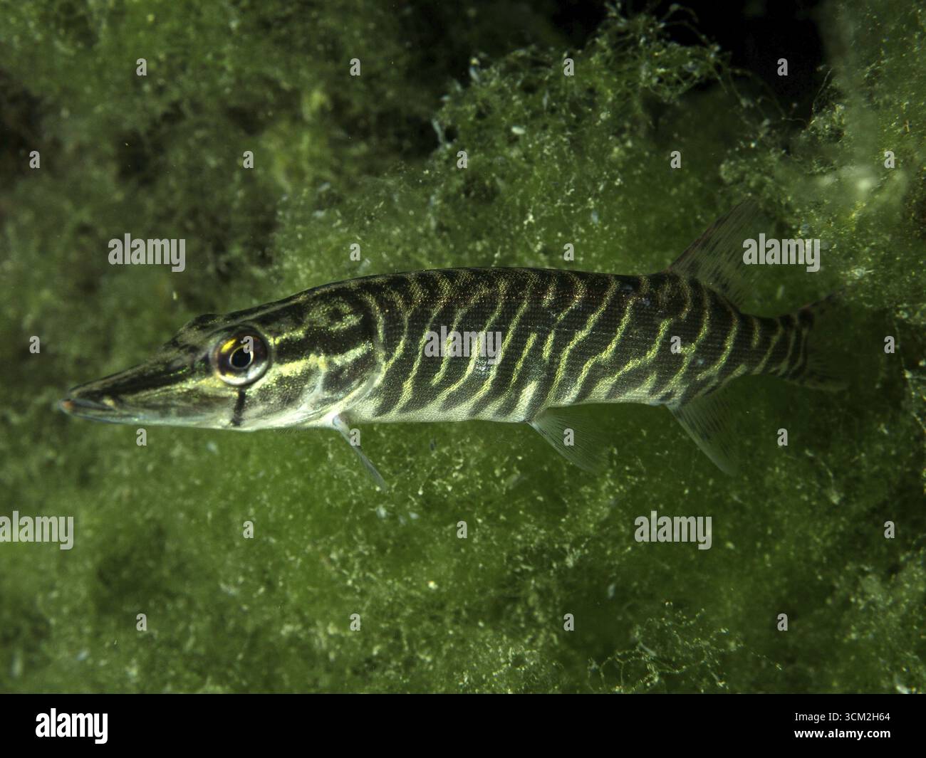 Young pike (Esox lucius) swimming through an underwater environment ...