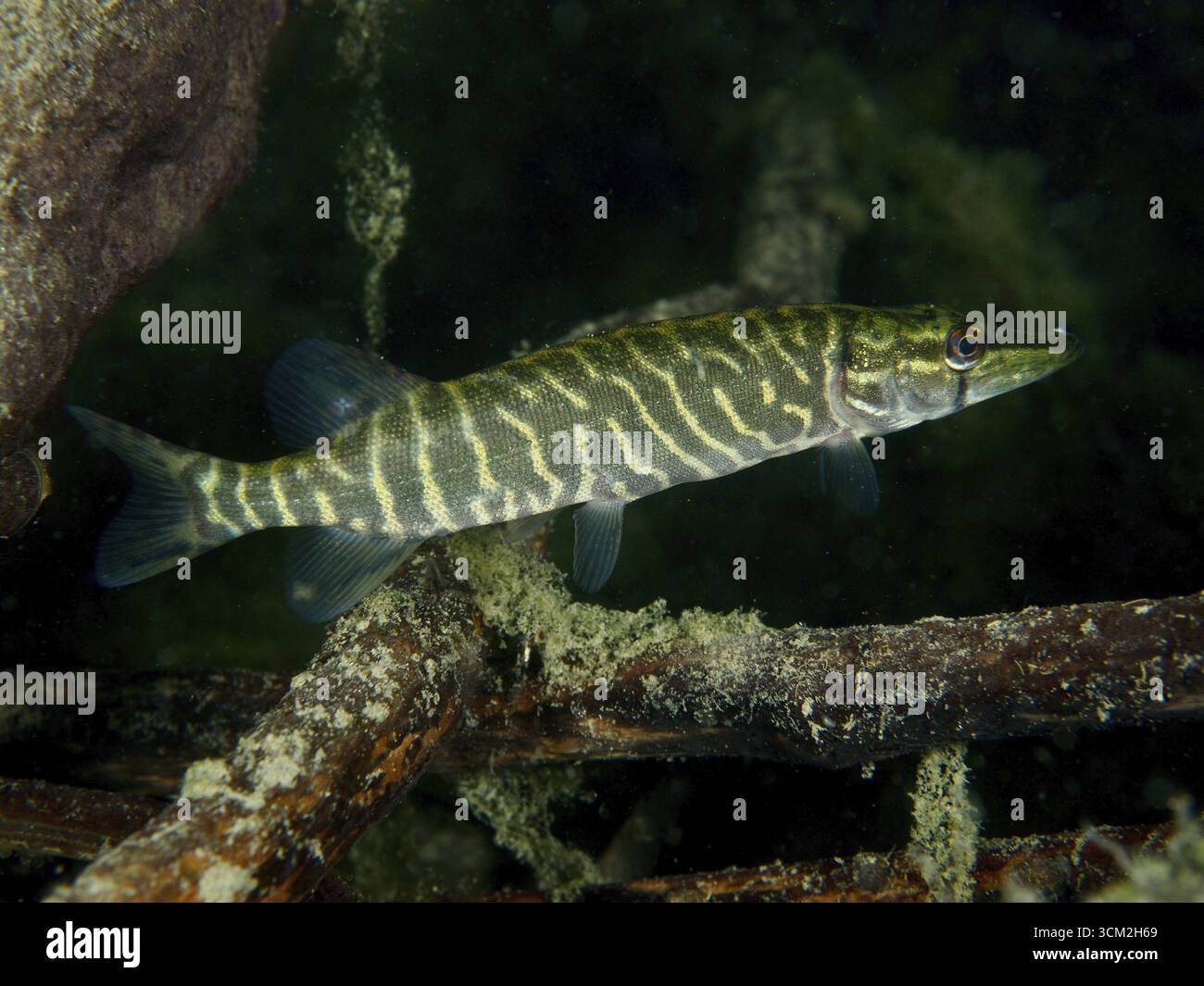 Striped pike esox lucius hi-res stock photography and images - Alamy