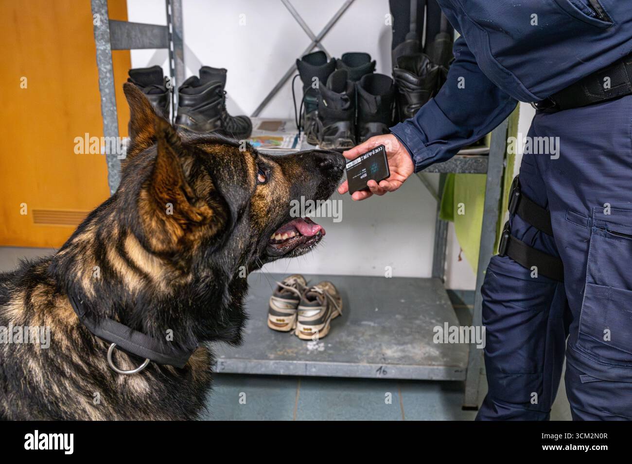 14 September 2025, Bavaria, Waldmünchen: Service dog Dimi sniffs out a ...