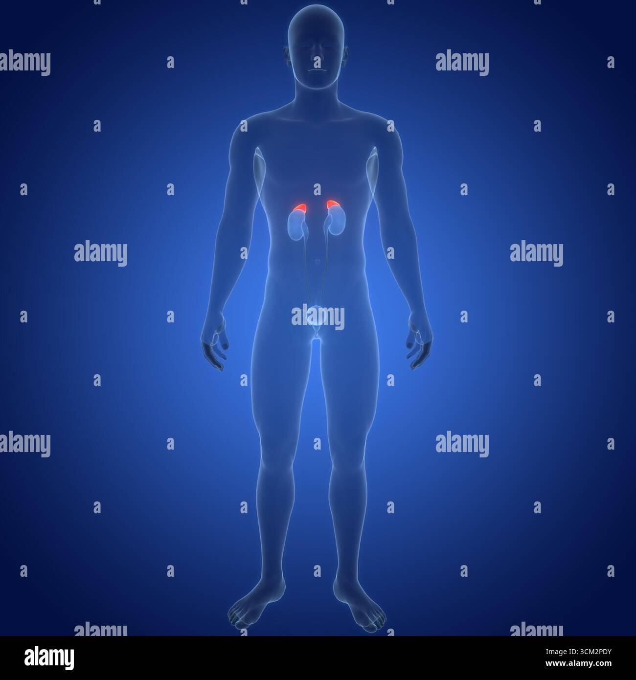 Human Body Glands Adrenal Gland Anatomy Stock Photo - Alamy