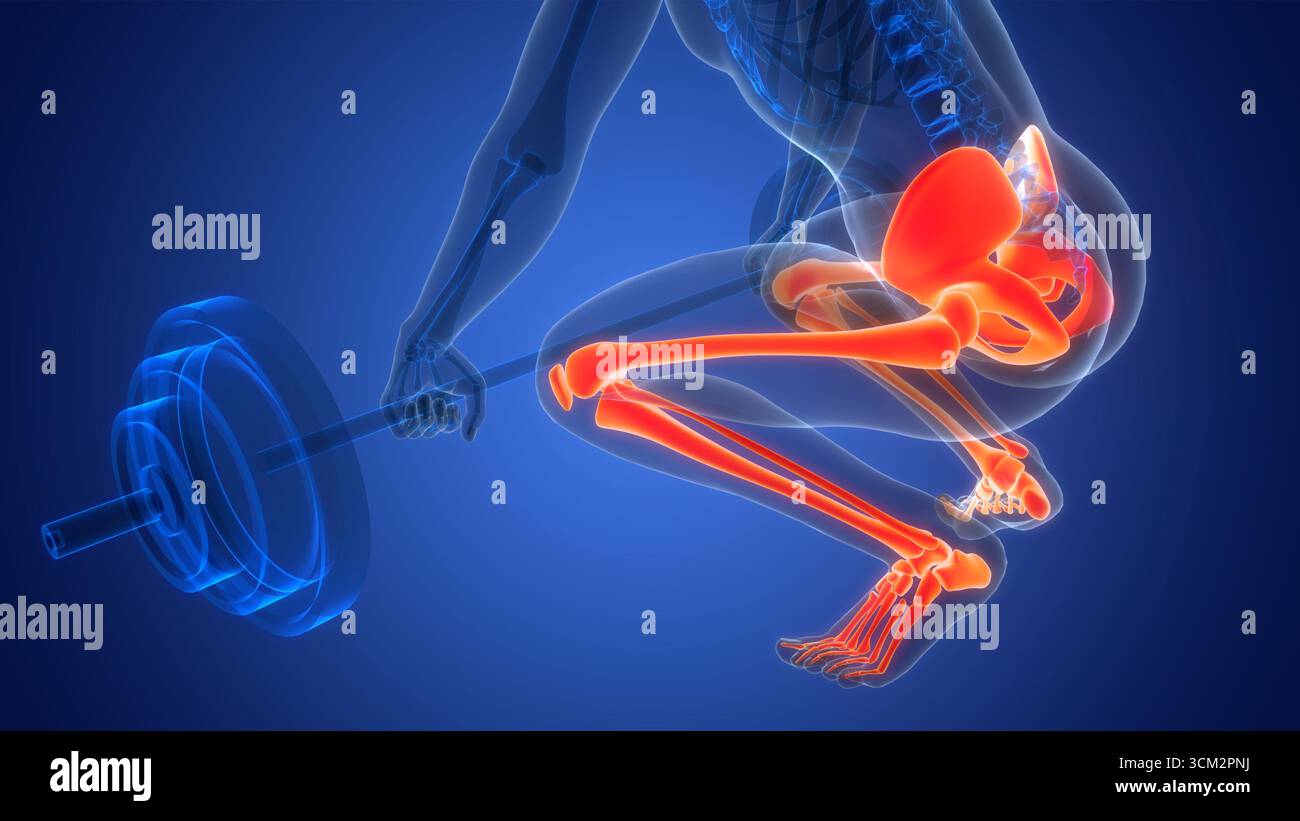 Human Skeleton System Lower Limb Bone Joints Anatomy Stock Photo - Alamy