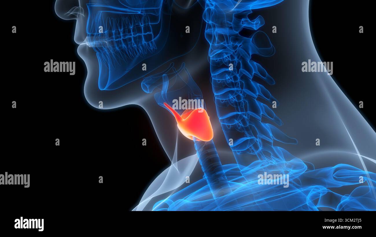 Anatomy human throat thyroid hi-res stock photography and images - Alamy