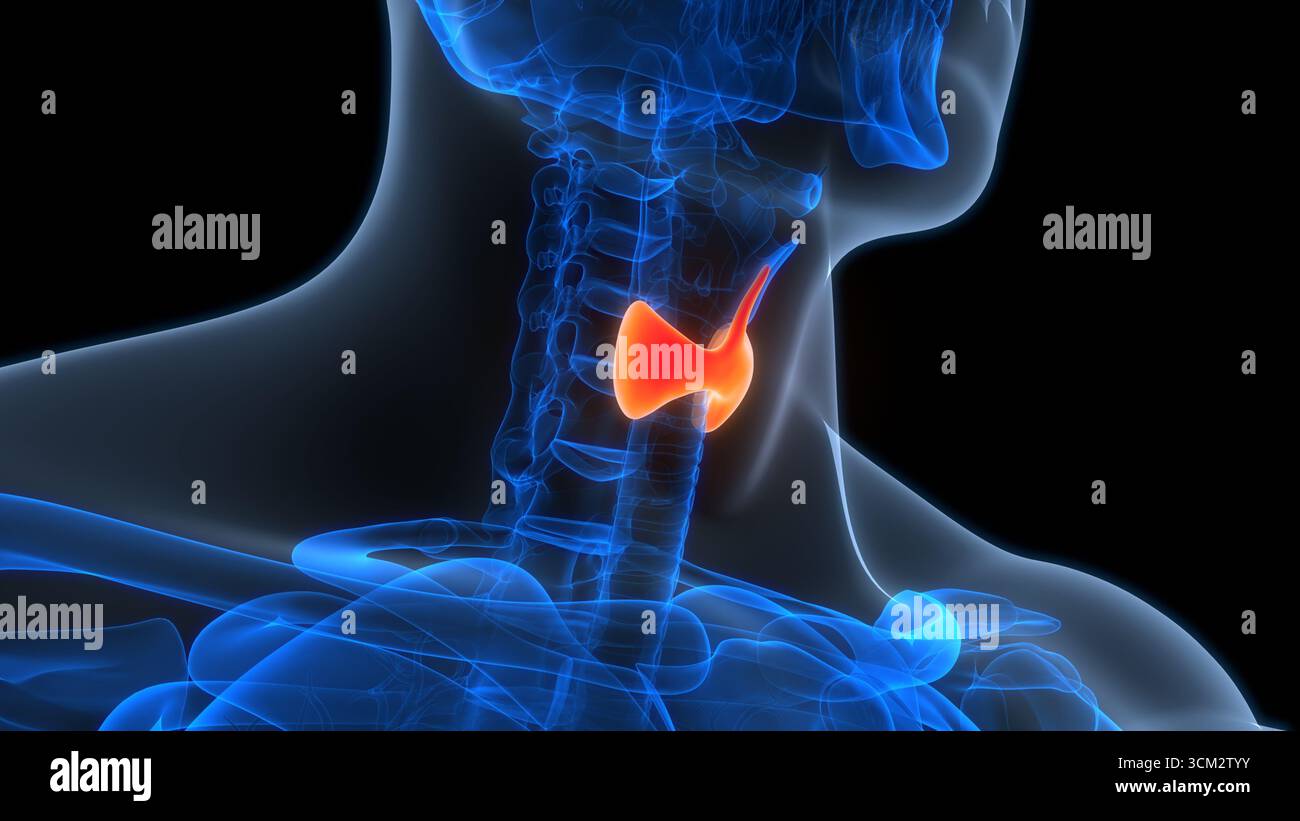 Human Body Glands Thyroid Gland Anatomy Stock Photo - Alamy
