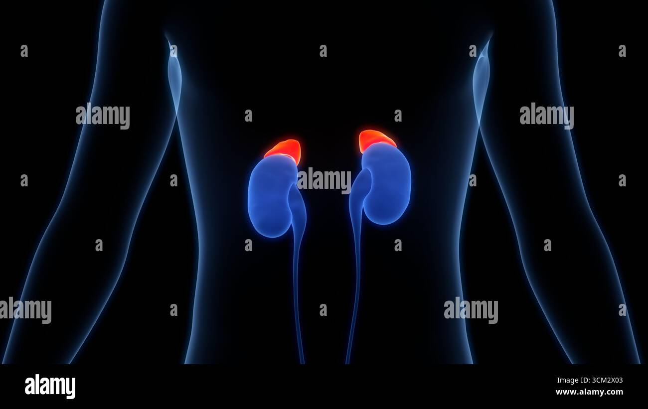Human Body Glands Adrenal Gland Anatomy Stock Photo - Alamy