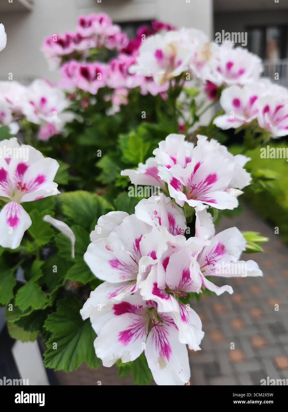 Royal geranium white pink flower petal bud. Pelargonium plant bloom ...