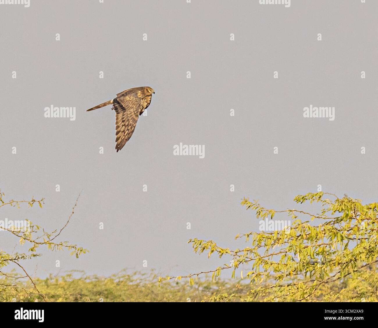 Full body speed flying hi-res stock photography and images - Alamy