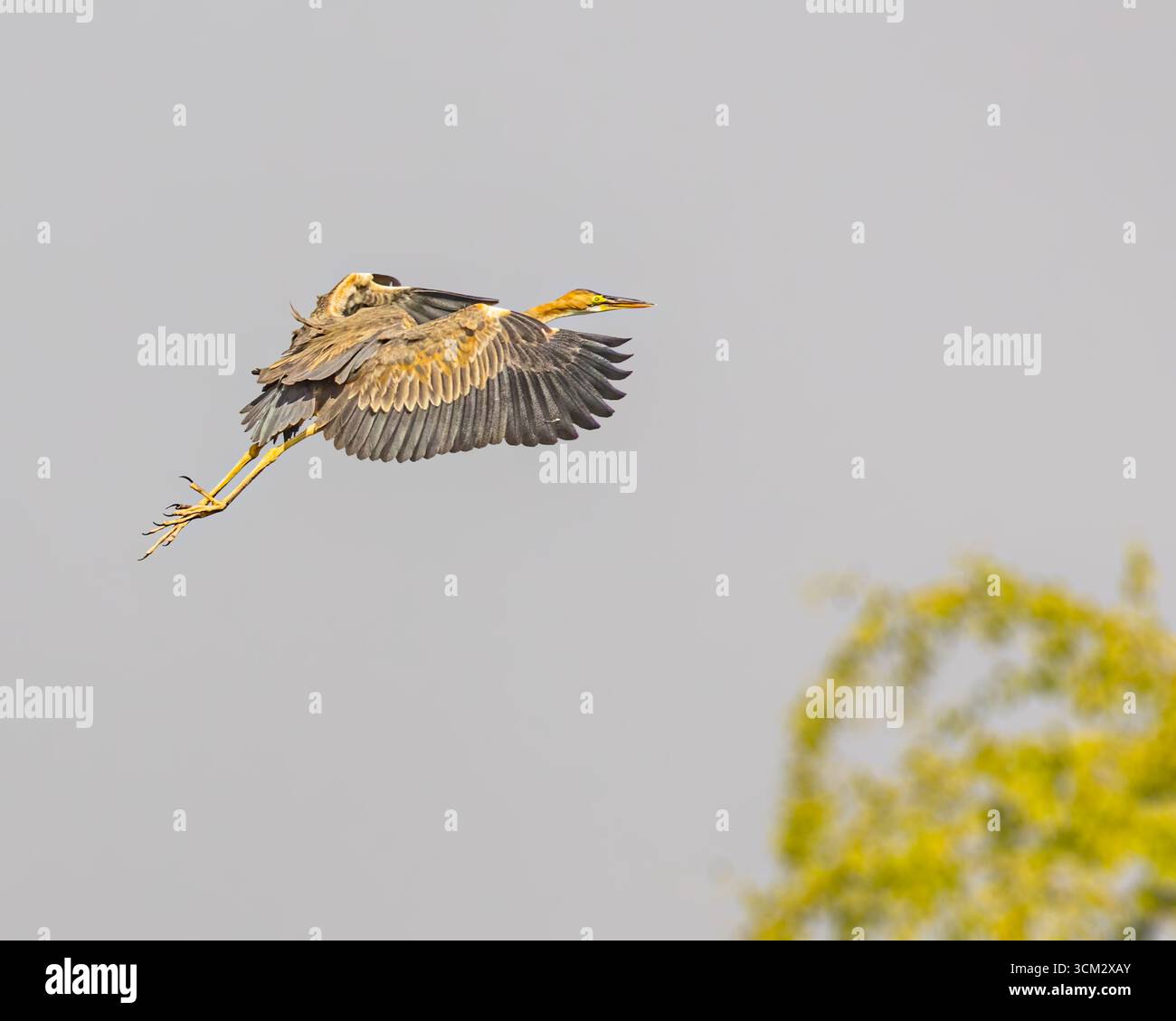 Full wing span hi-res stock photography and images - Alamy