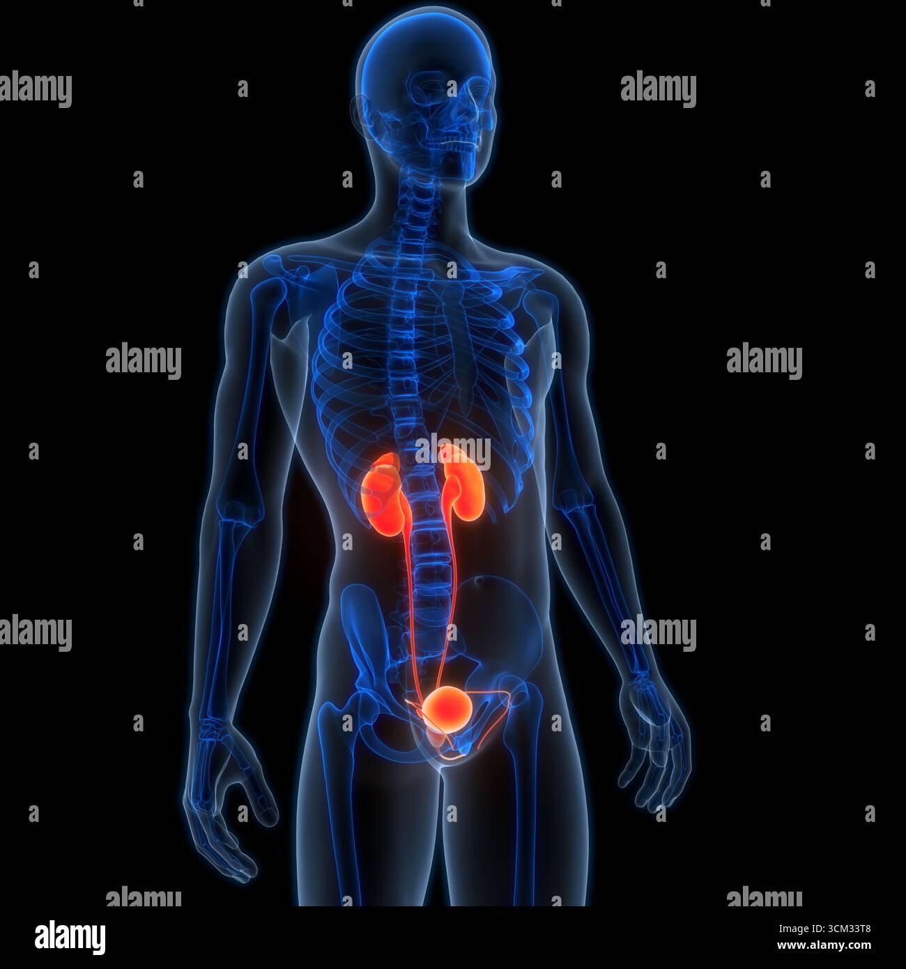 Human Urinary System Kidneys with Bladder Anatomy Stock Photo - Alamy