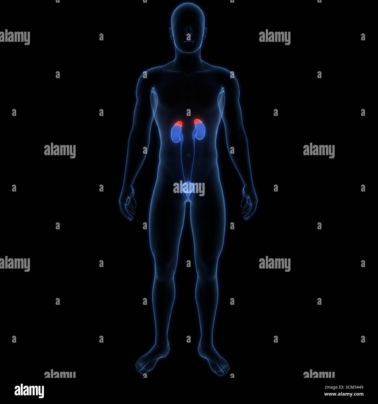 Human Body Glands Adrenal Gland Anatomy Stock Photo - Alamy