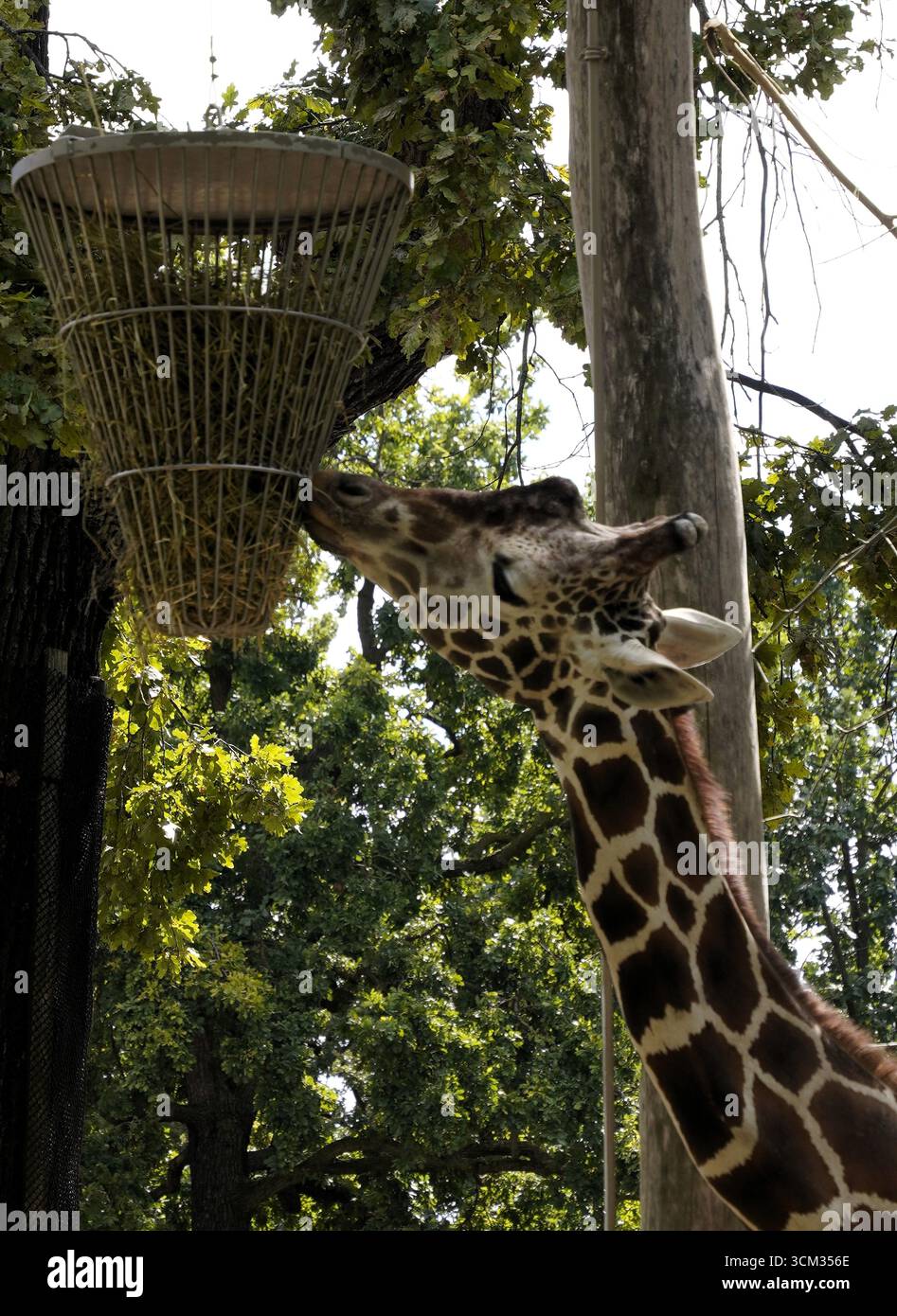 Vertical close up of an eating giraffe stretching its head and neck to ...