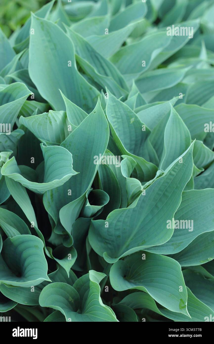 Hosta October Sky Stock Photo - Alamy