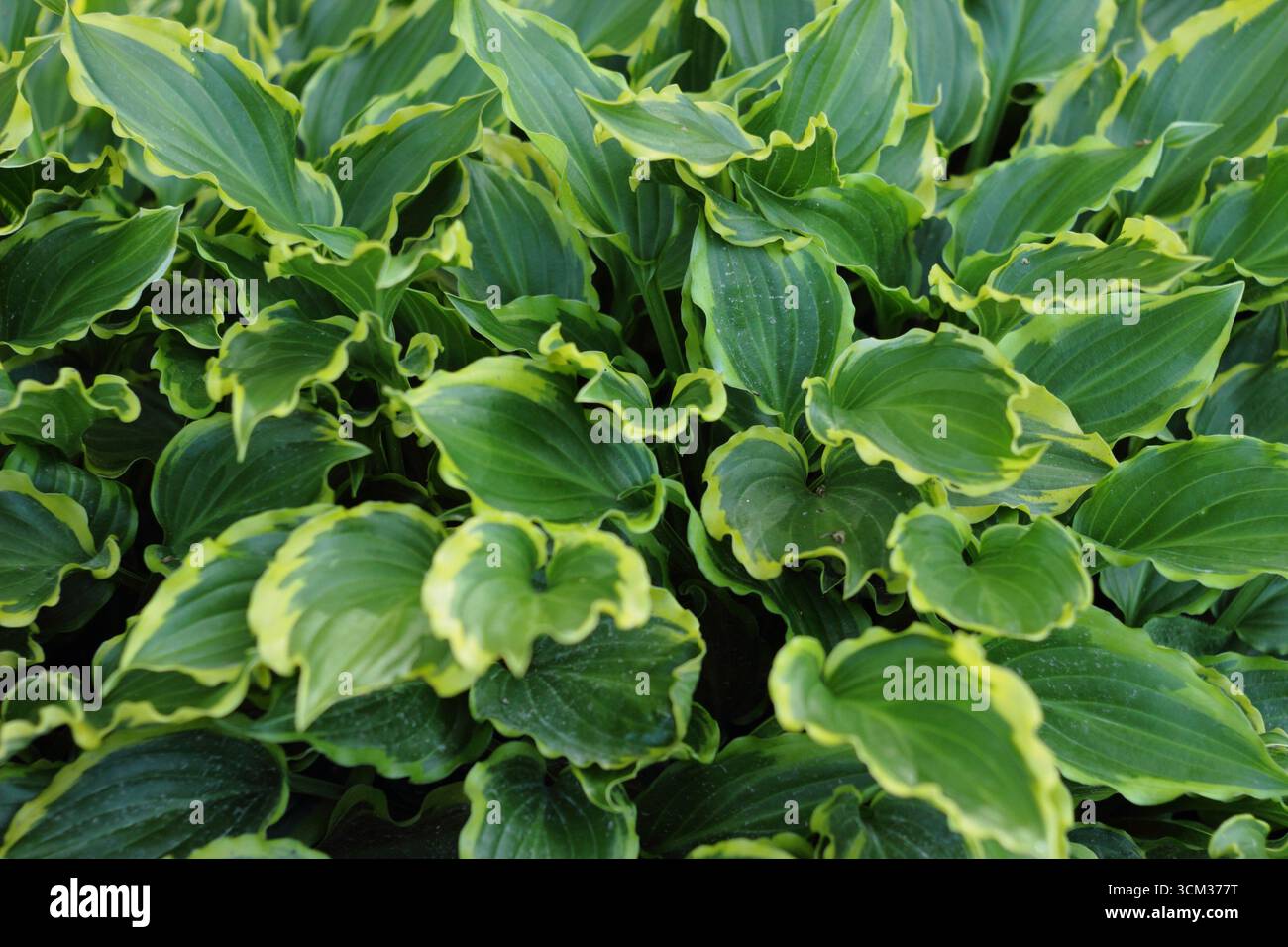 Hosta Tea at Bettys. Variegated hosta plant plantain lily with yellow ...