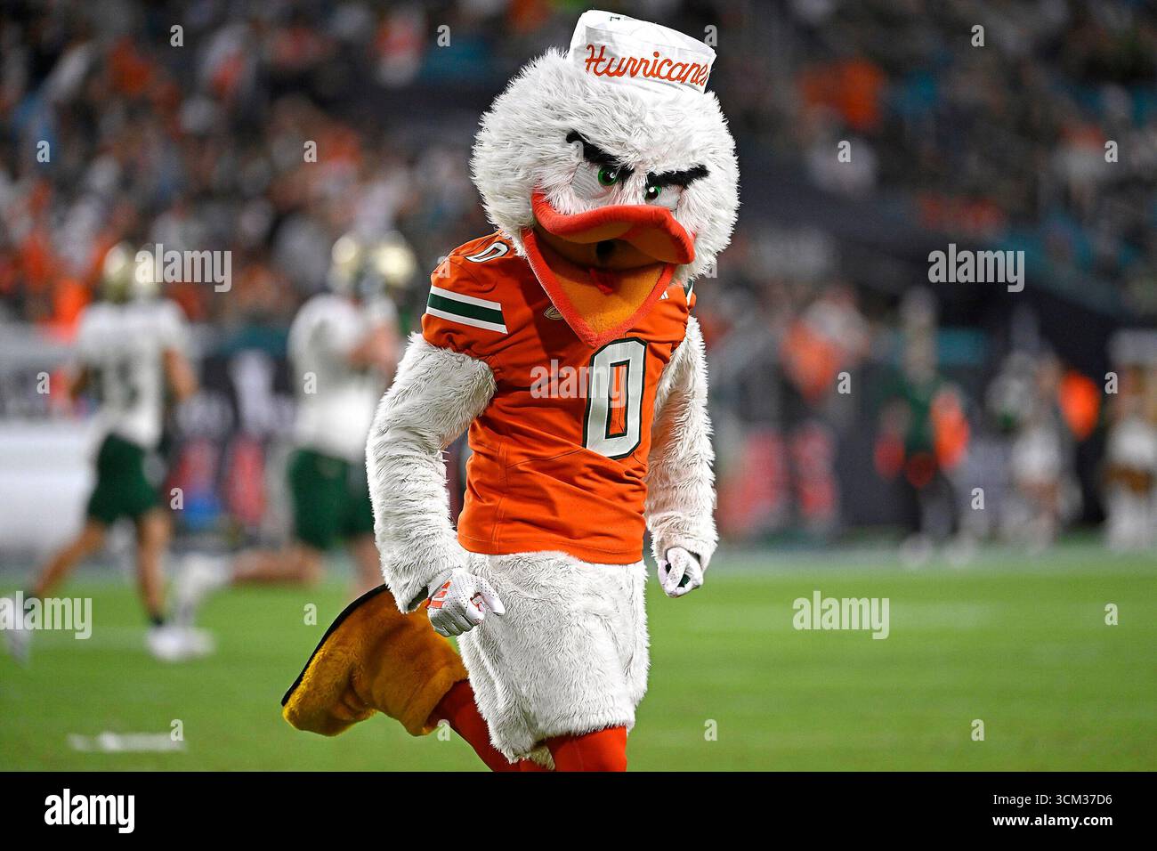 MIAMI GARDENS, FL - SEPTEMBER 13: Miami's mascot, Sebastian the Ibis ...