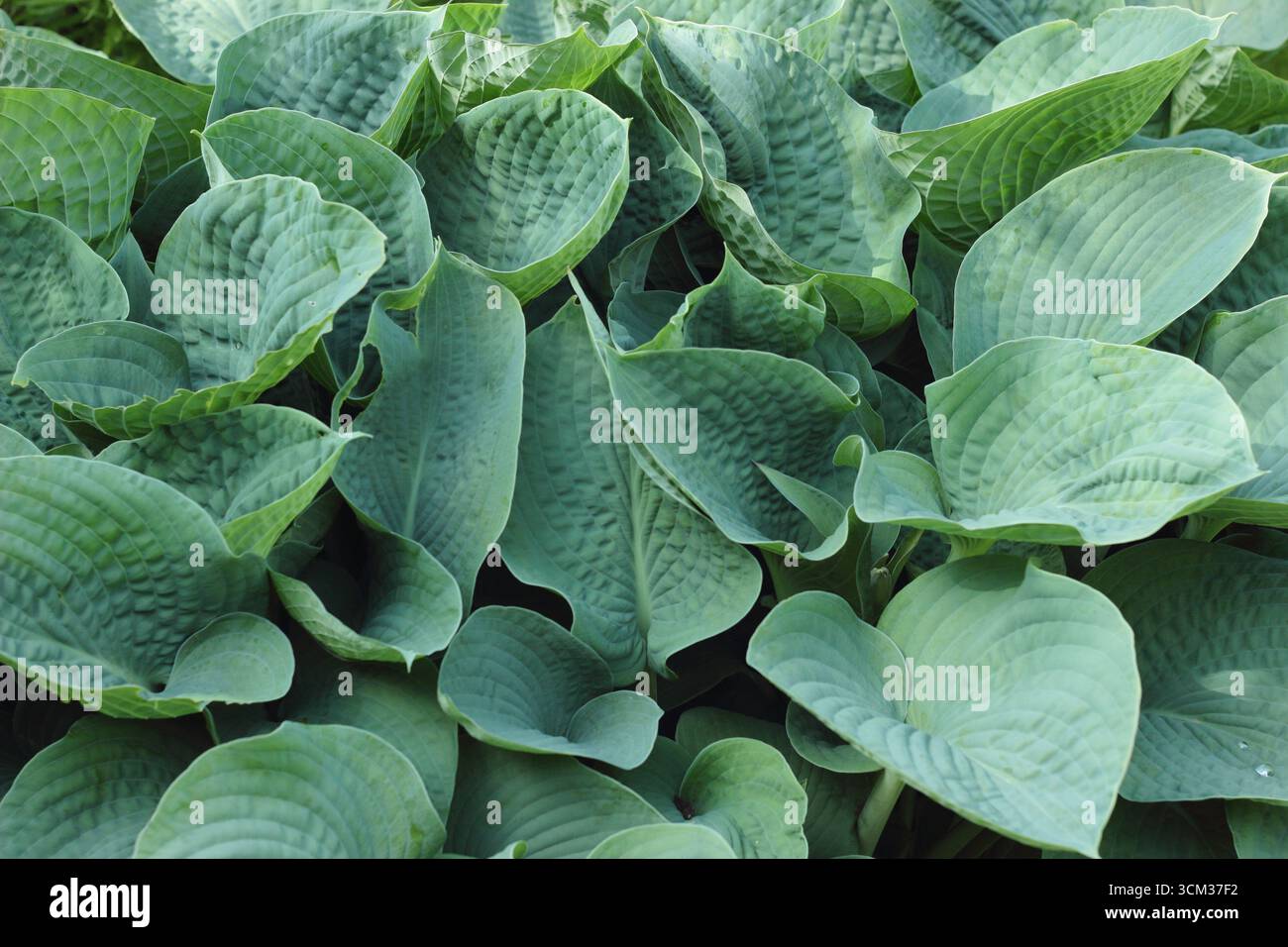 Giant blue hosta hi-res stock photography and images - Alamy
