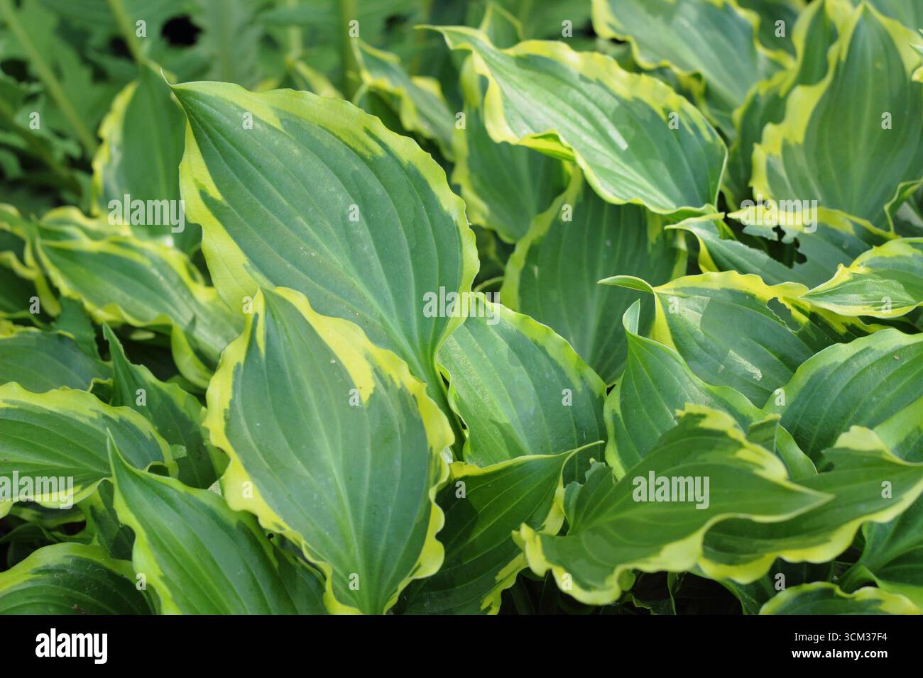 Hosta Tea at Bettys. Variegated hosta plant plantain lily with yellow ...