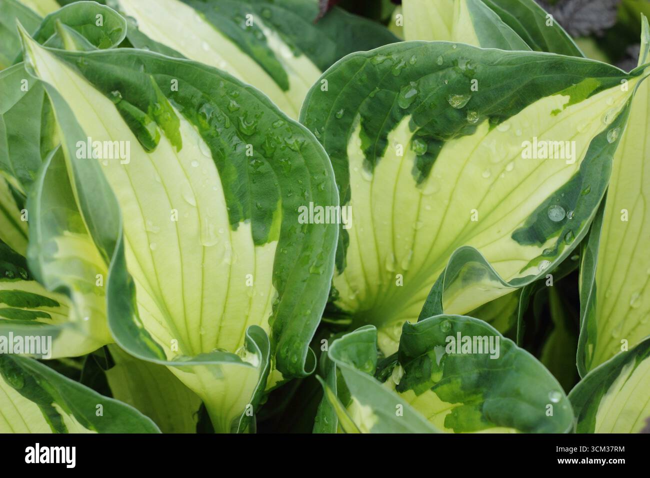 Hosta Whirlwind. Green and cream striped leaves of Hosta Whirlwind ...
