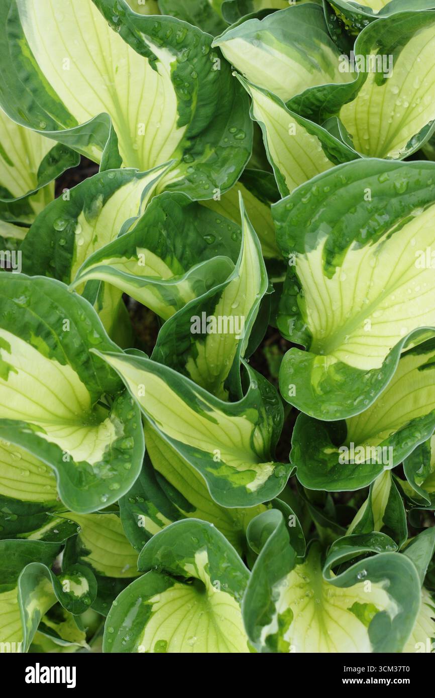 Hosta Whirlwind. Green and cream striped leaves of Hosta Whirlwind ...