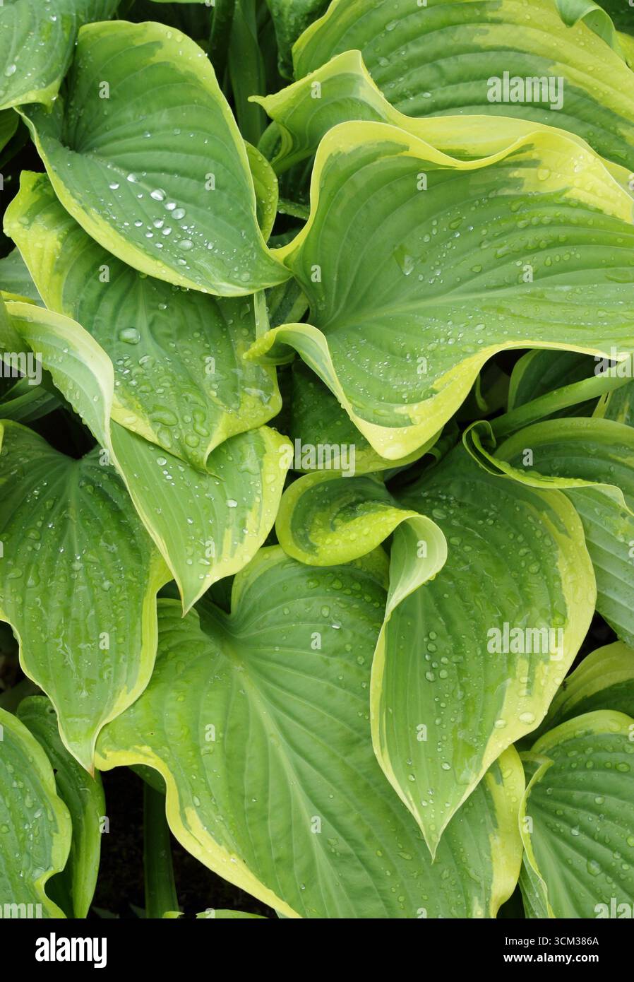 Hosta Victory. Distinctive large, variegated leaves of Hosta Victory, a ...