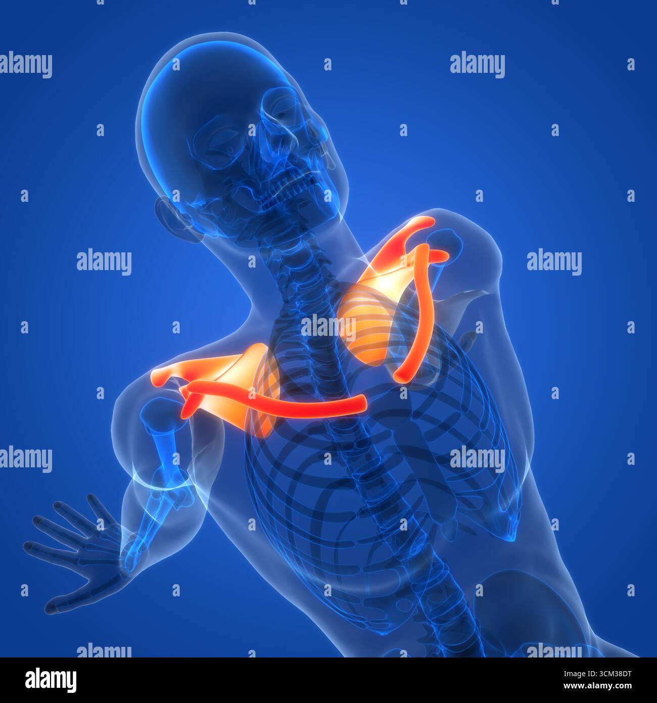 Pectoral anatomy hi-res stock photography and images - Alamy