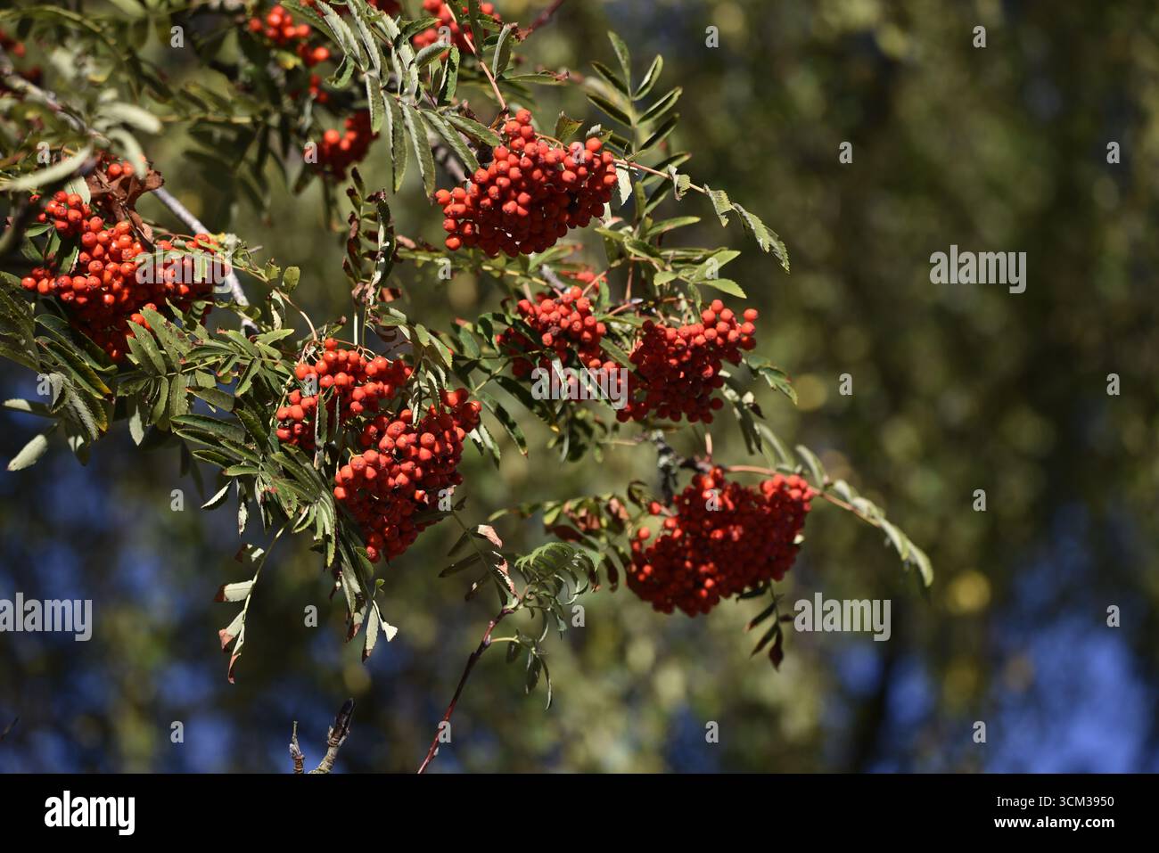 Sunlit rowan tree branches hi-res stock photography and images - Alamy