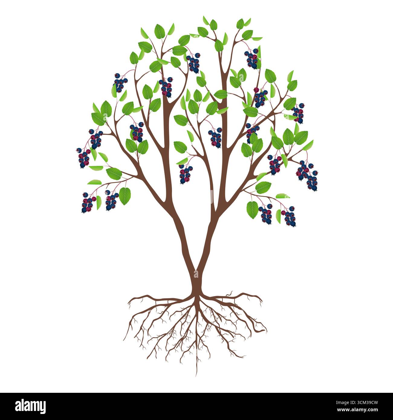 Red berry bush on Stock Vector Images - Alamy