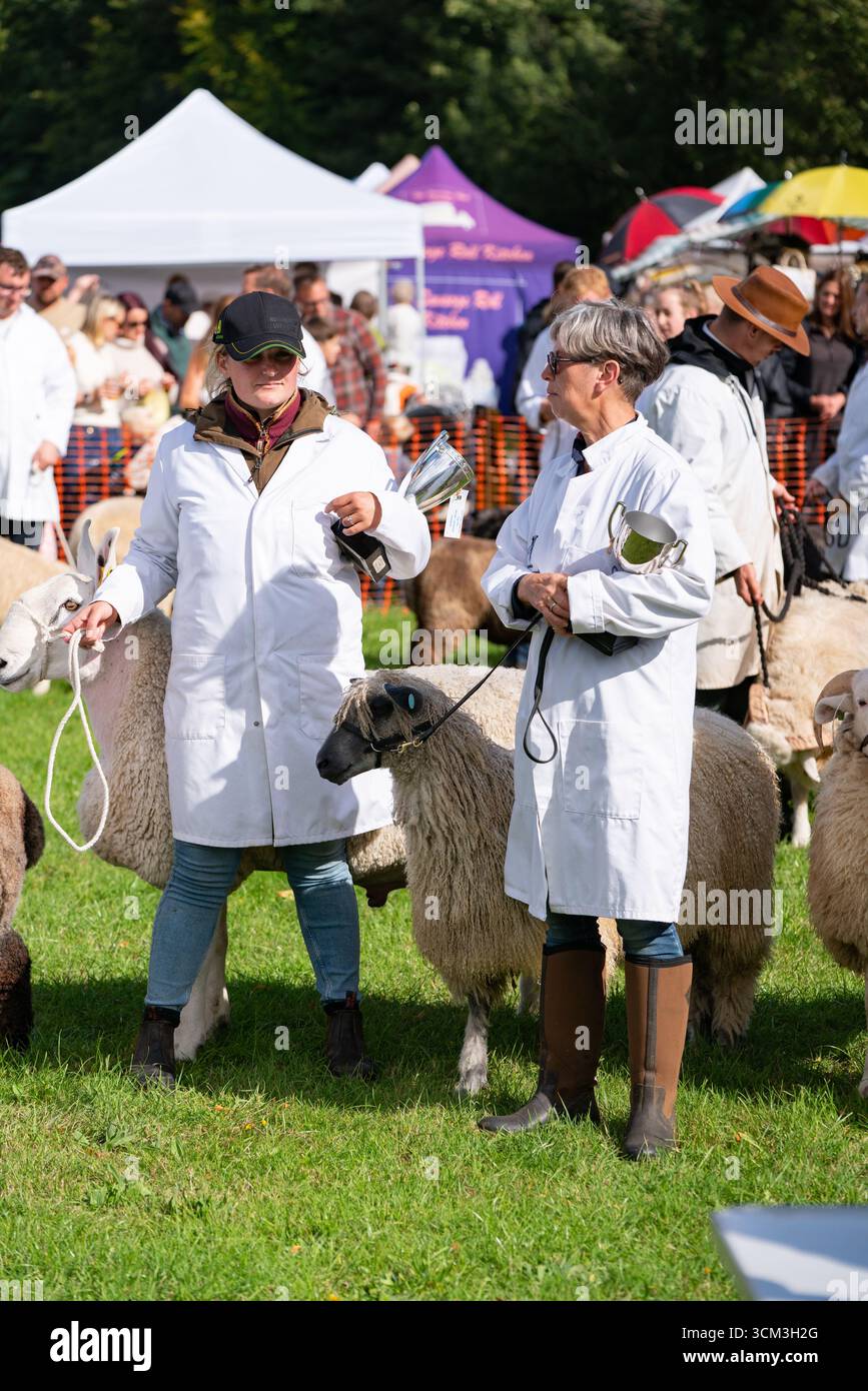 Sheep Fair in English countryside. Traditional annual event dating from ...
