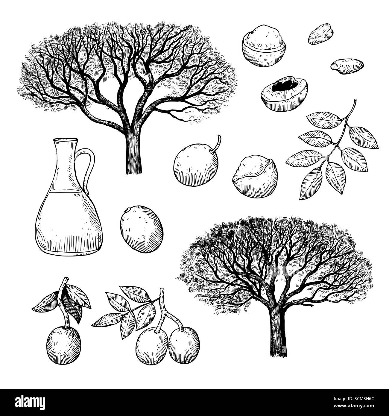 Marula , Sclerocarya birrea, black and white vector illustration of ...