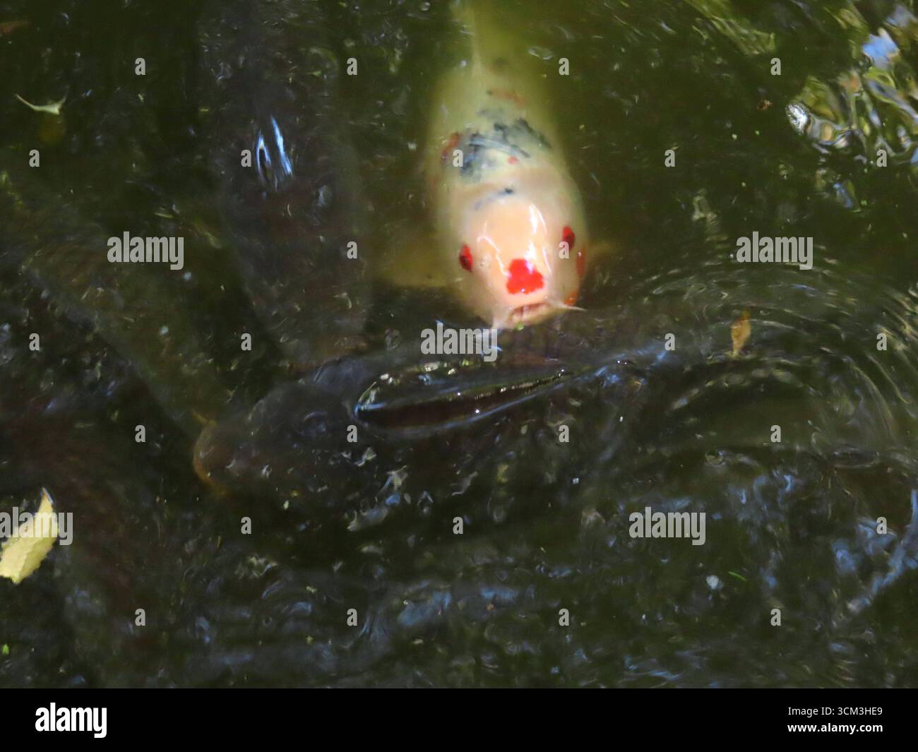 Karpfenfische unter sich in einem Teich Koi Karpfen zwischen ...