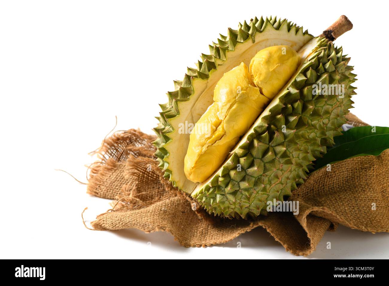 Ripe durian fruit or Durio zibethinus with yellow creamy pulp exposed ...
