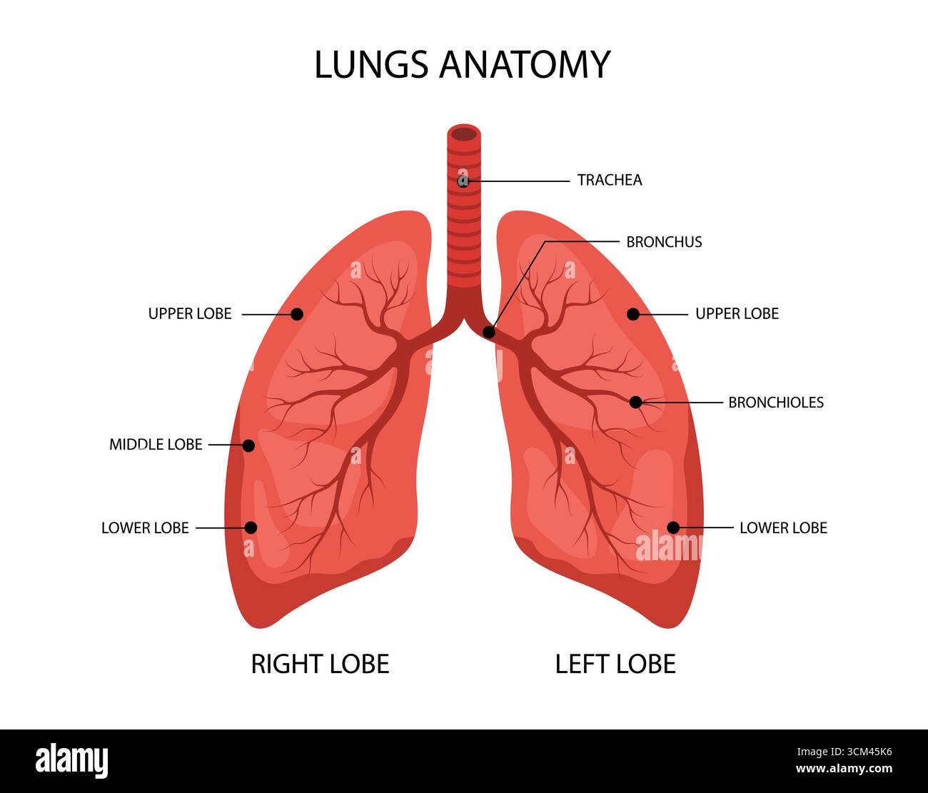 Human Lungs anatomy. Medical structure of internal organ. Educational ...