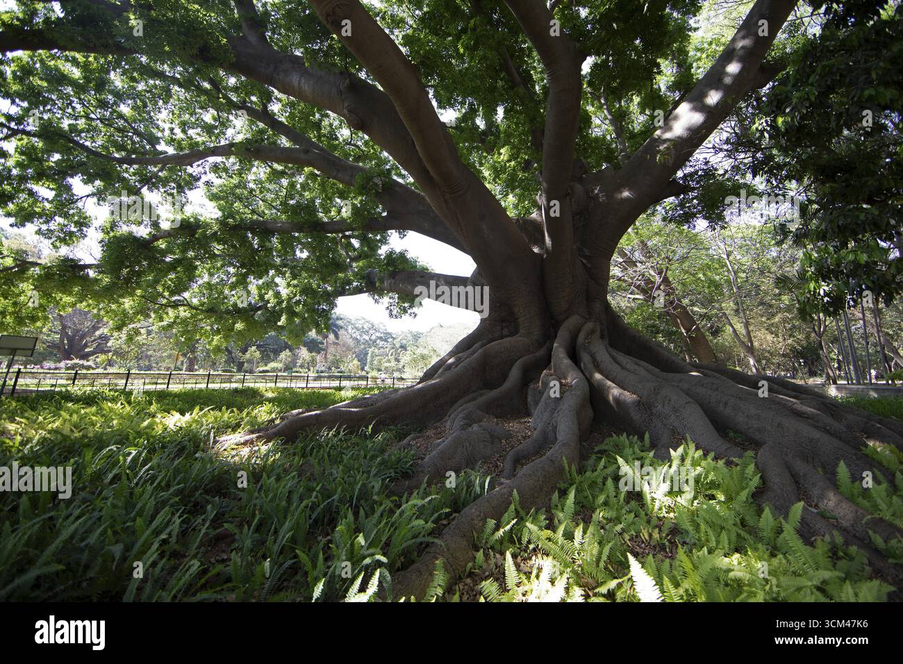 Old kapok tree (Ceiba pentandra) in the Lalbagh Botanical Garden ...