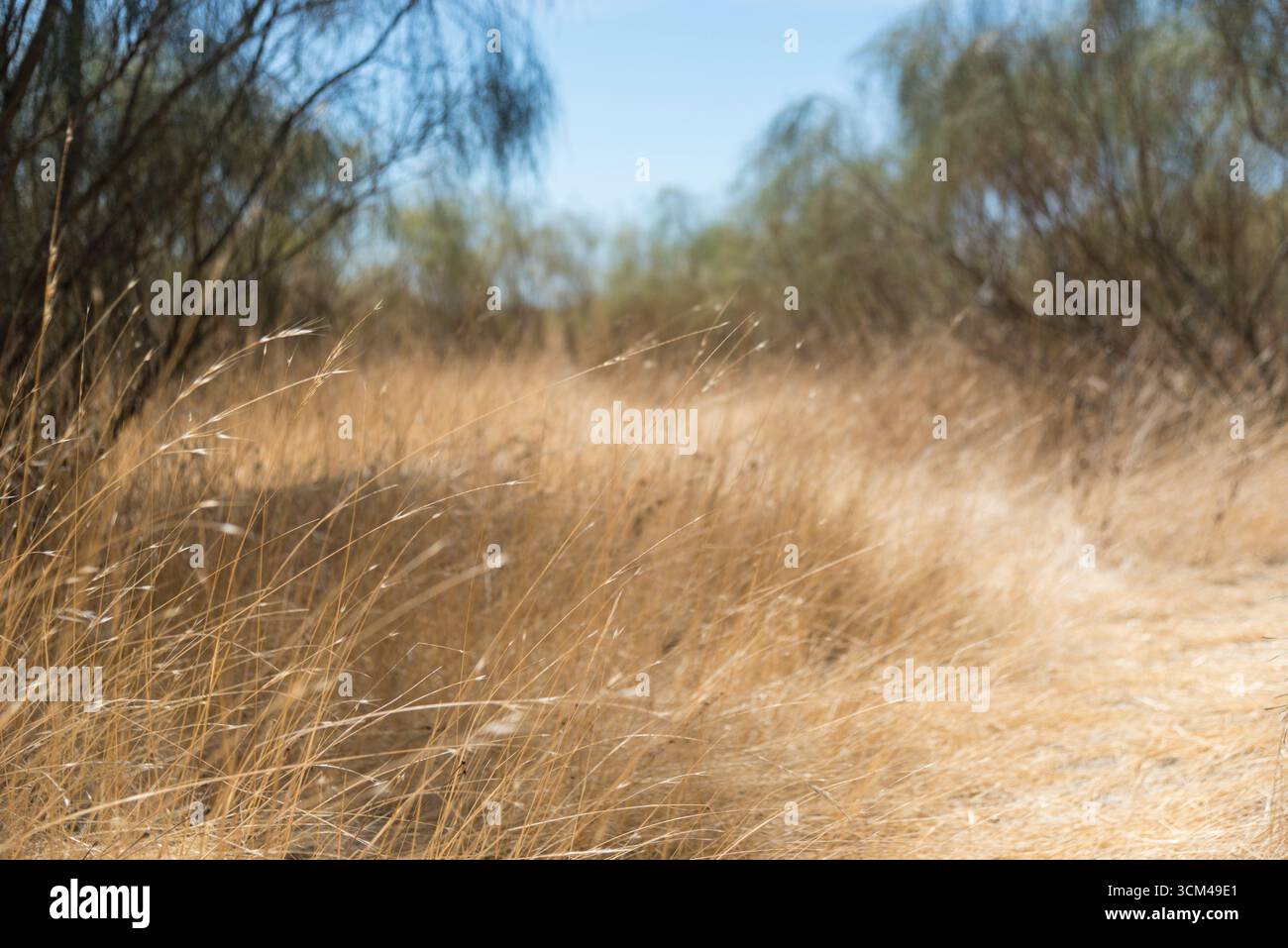 Clima y aves hi-res stock photography and images - Alamy