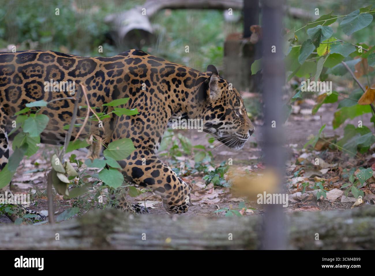 A jaguar (Panthera onca) inside a caged enclosure in an Eastern ...