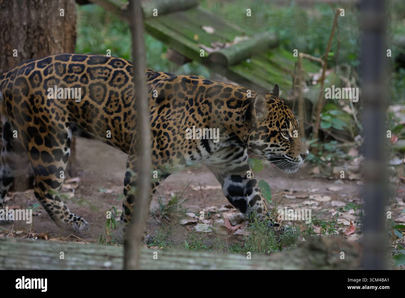 A jaguar (Panthera onca) inside a caged enclosure in an Eastern ...